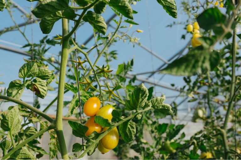 Official website of L'Arpège, three-star restaurant of Chef Alain Passard